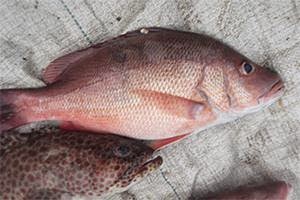 NEGOMBO SEAFOODS: Gal malu