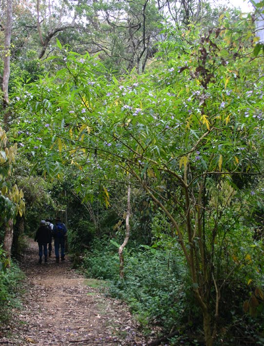 Toowoomba Plants: Kangaroo Apple