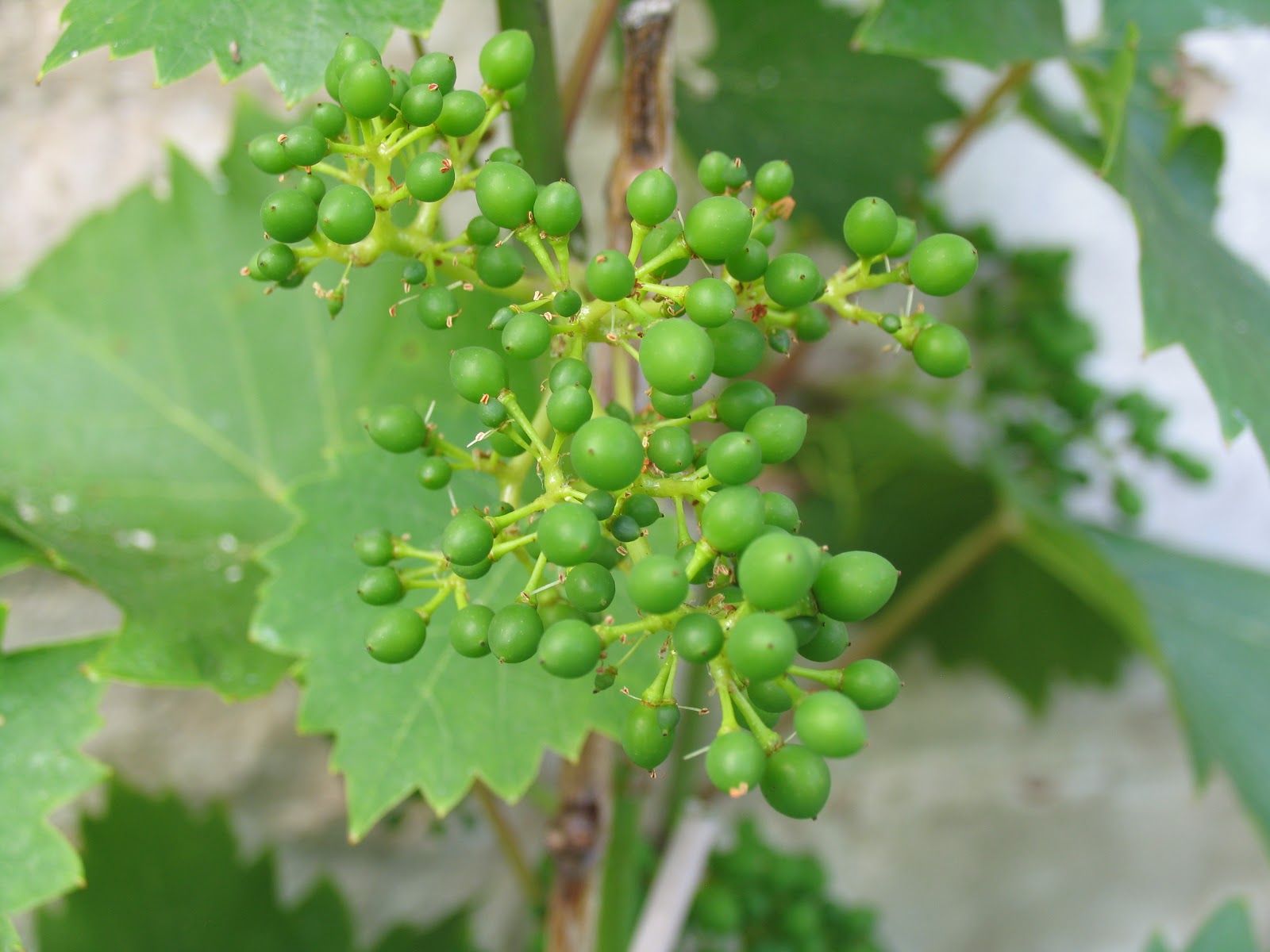 Shield Budding Fruit Trees (epic post) - The Impulsive Gardener