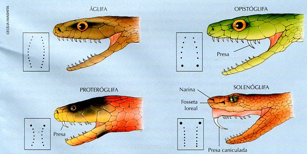 Ciências Biológicas: Répteis