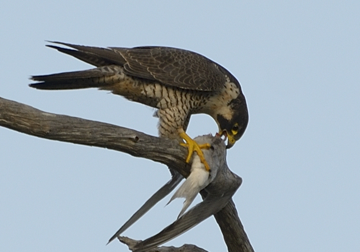 Katahdin, The Maine North Woods and Florida: Peregrine Falcon on ...