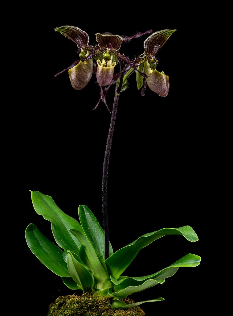 Paphiopedilum Pinocchio orchid hybrid plant care and culture | Travaldo ...