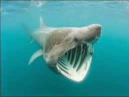 Biologia Marinha : tubarão frade