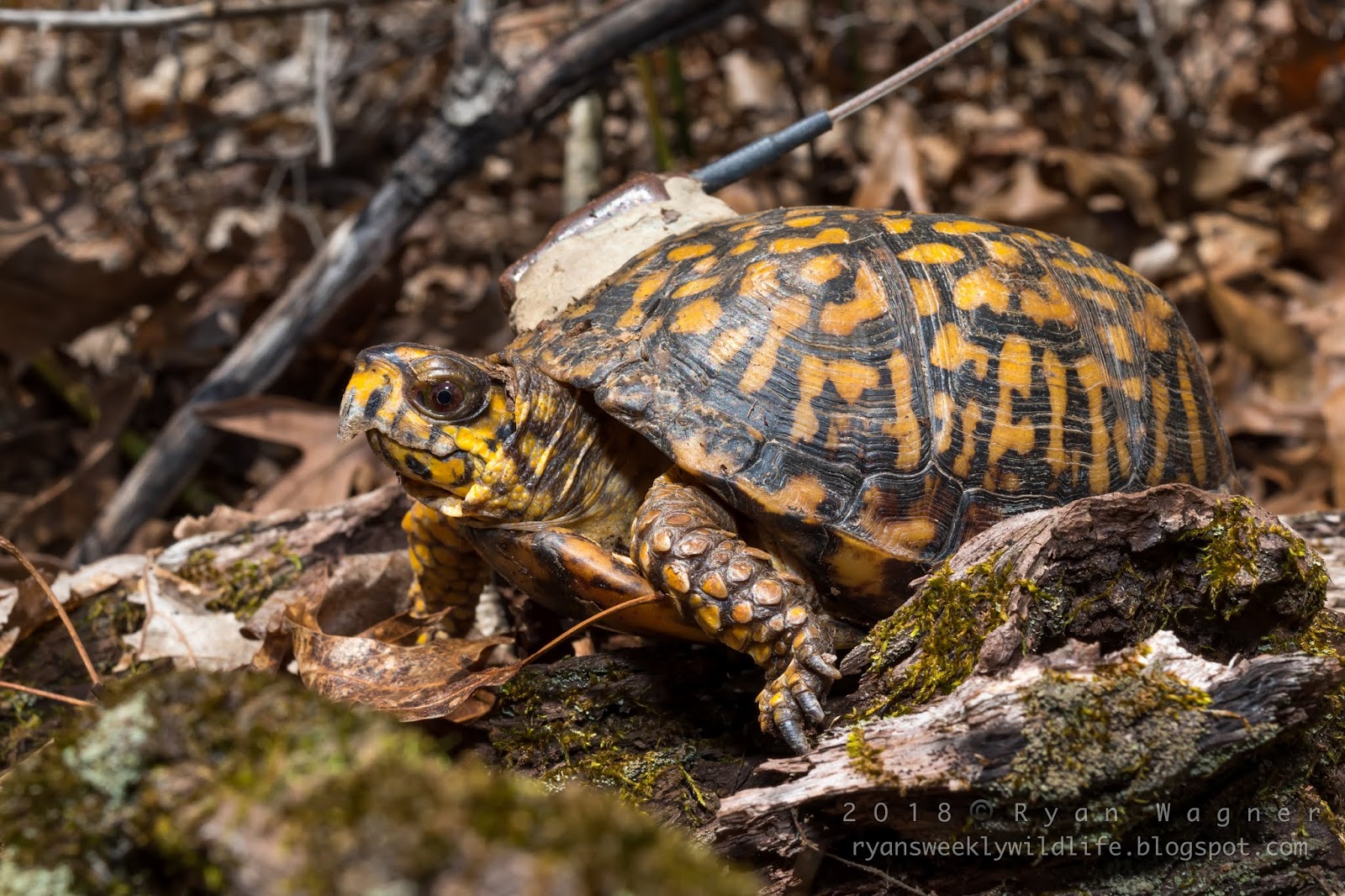 Field Life: A Turtle Fairwell