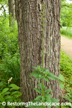Restoring The Landscape With Native Plants: Discoveries Out and About ...