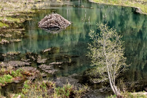 Jana Malinek Photography: The Mighty Castor - part II