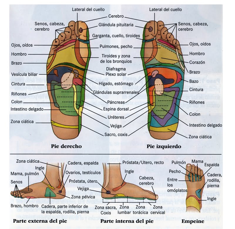ESTRELLA ANA MARIA-SANACION: LOS ORGANOS EN LOS PIES.-II