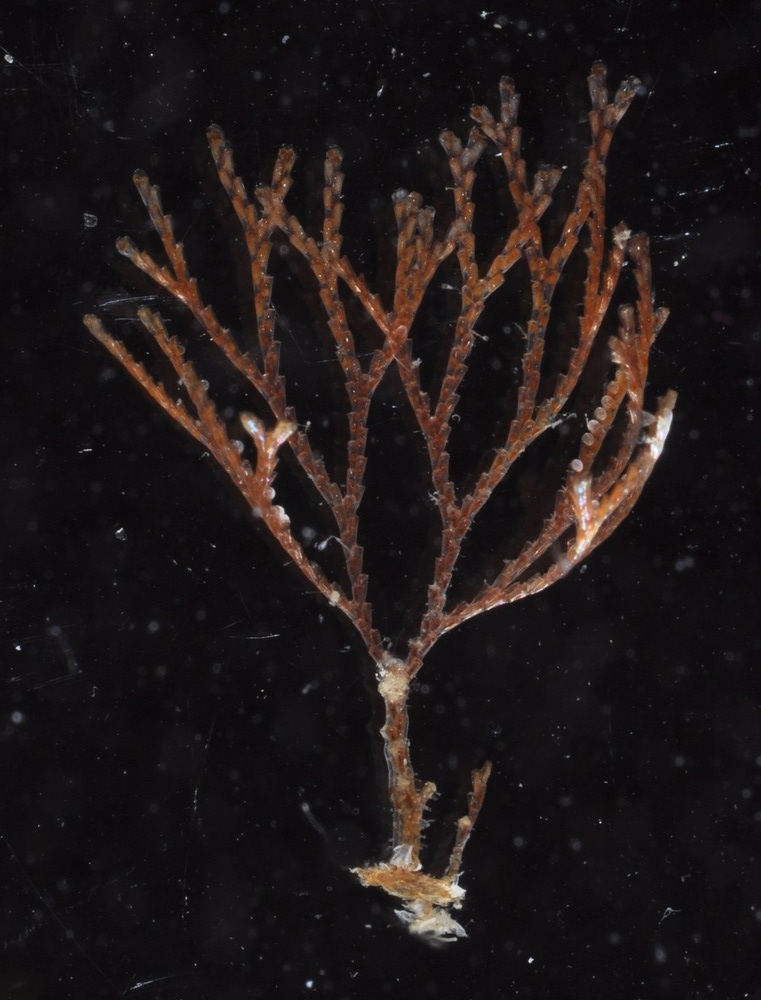 Harbor Watch: MIS Branching Bryozoan