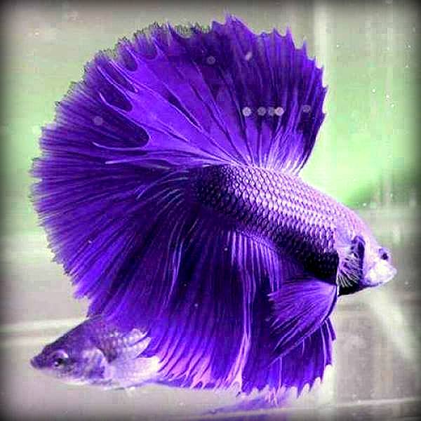 Kenali Ikan Laga - Fighting Fish @ Betta Splendens - Relaks Minda