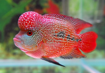 IKAN LAGA: Gambar Ikan Louhan Termahal Dan Tercantik