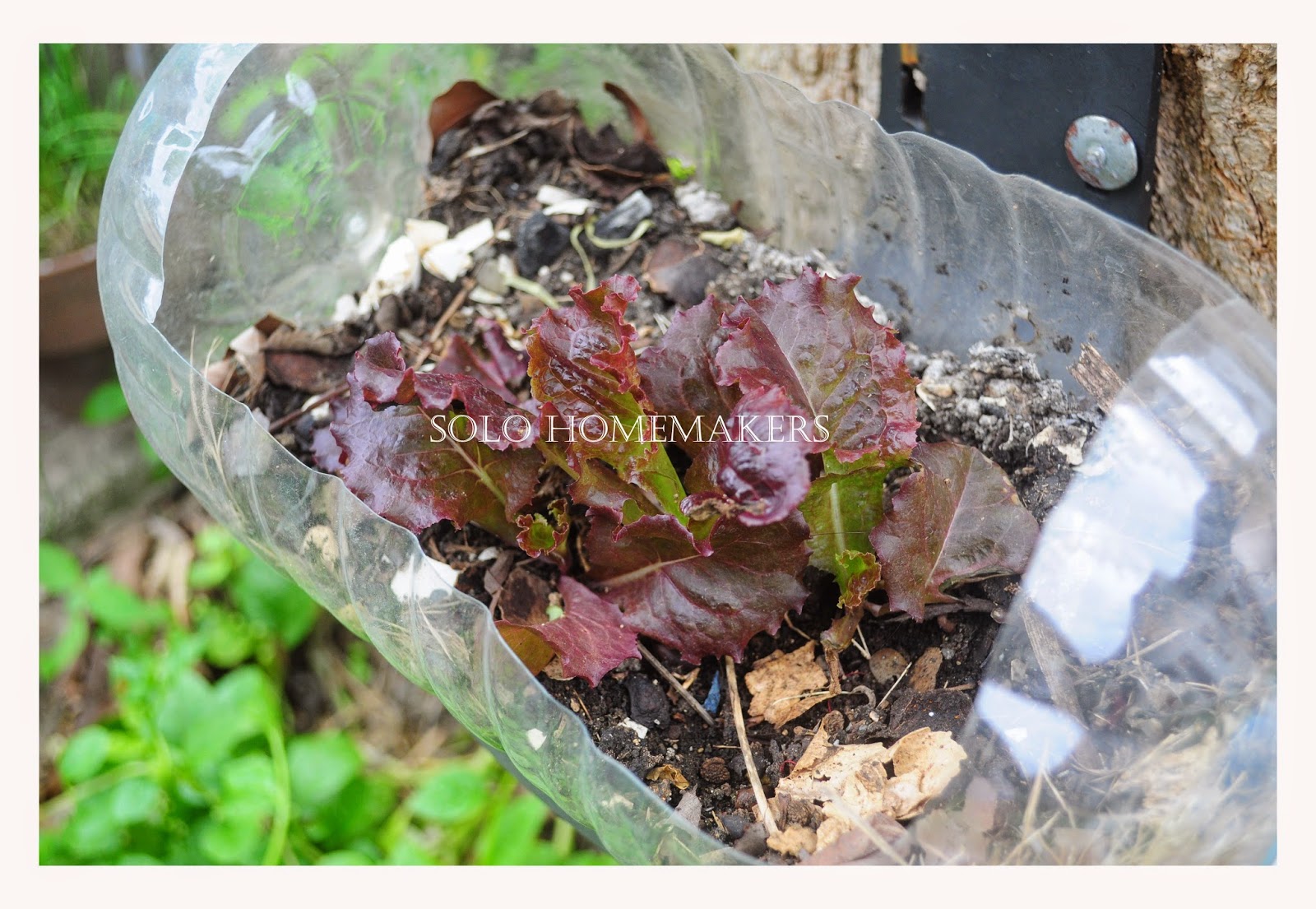 The Solo Homemakers: Garden Project 1- Growing Black Rose Lettuce