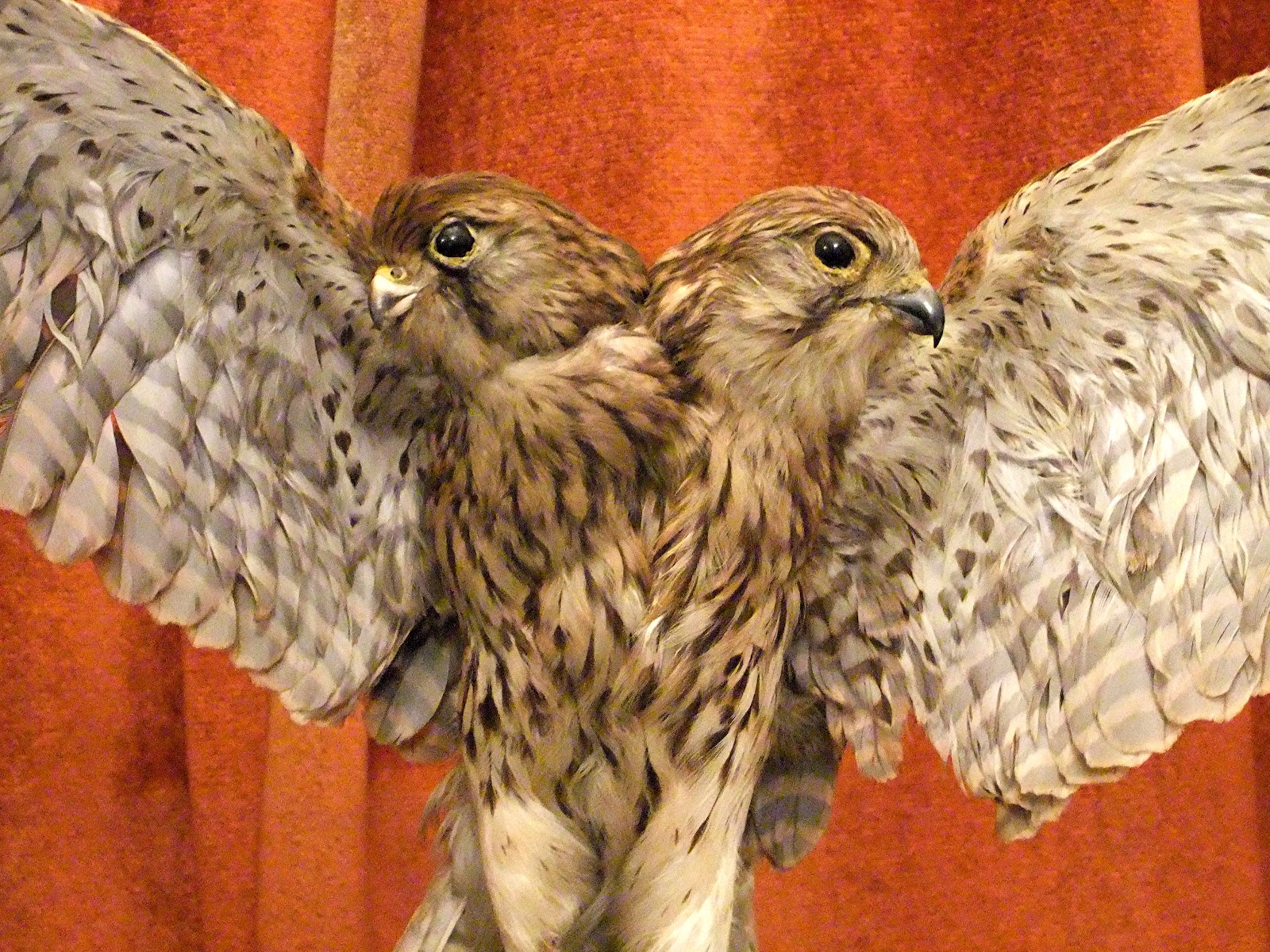 ShukerNature: MY TWO-HEADED KESTREL – ALL IS REVEALED!