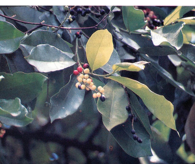 Hipertensi atau darah tinggi : mencegah, mengatasi, dengan tanaman obat ...