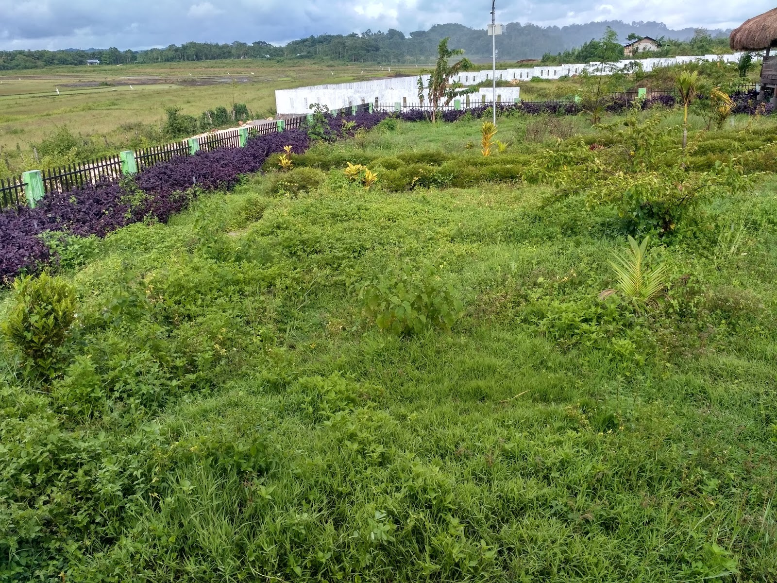 Taman Mamuli, Keindahan diantara Rerumputan dan Sampah di Sumba Barat ...