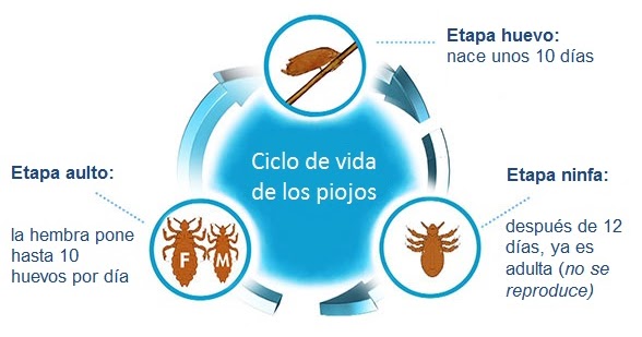 PARASITOLOGÍA: Ciclo de vida, formas parasitarias y tipo de transmisión ...
