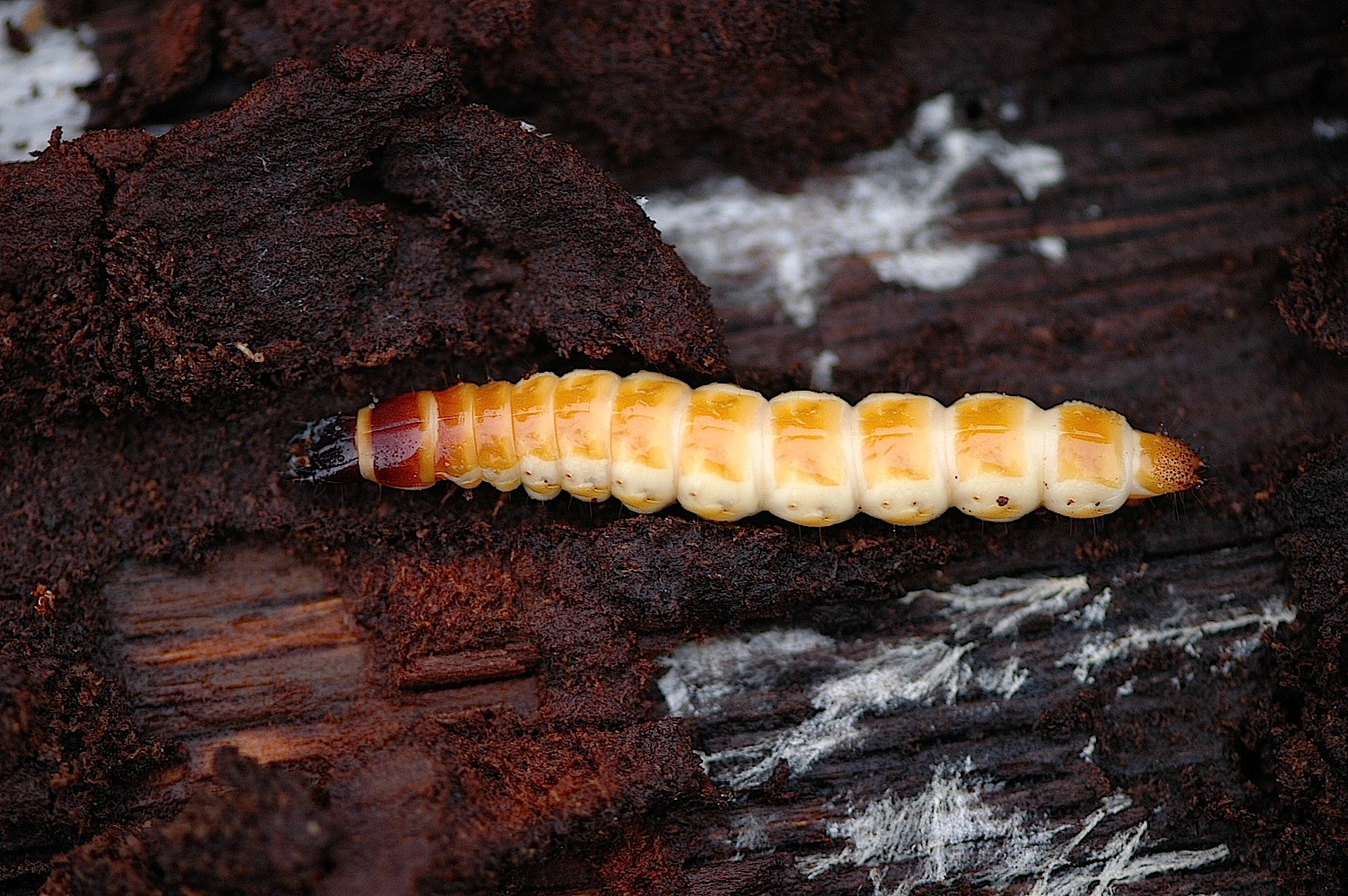 Field Biology in Southeastern Ohio: Under a Log, part 2