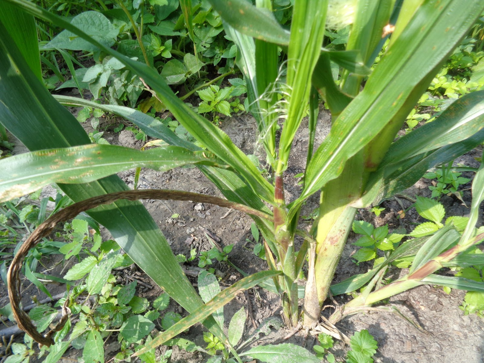 The Perennial Agriculturalist: corn, maize...i call it zea