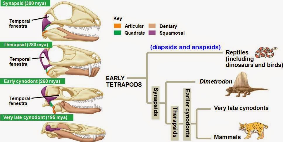 Ciencias de Joseleg: 17 EL CRÁNEO DE LOS SINÁPSIDOS Y LOS MAMÍFEROS