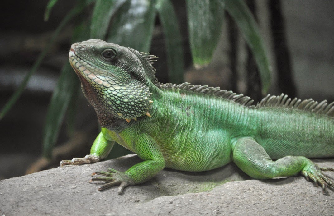 ZOOTOGRAFIANDO (MI COLECCIÓN DE FOTOS DE ANIMALES): DRAGÓN DE AGUA ...