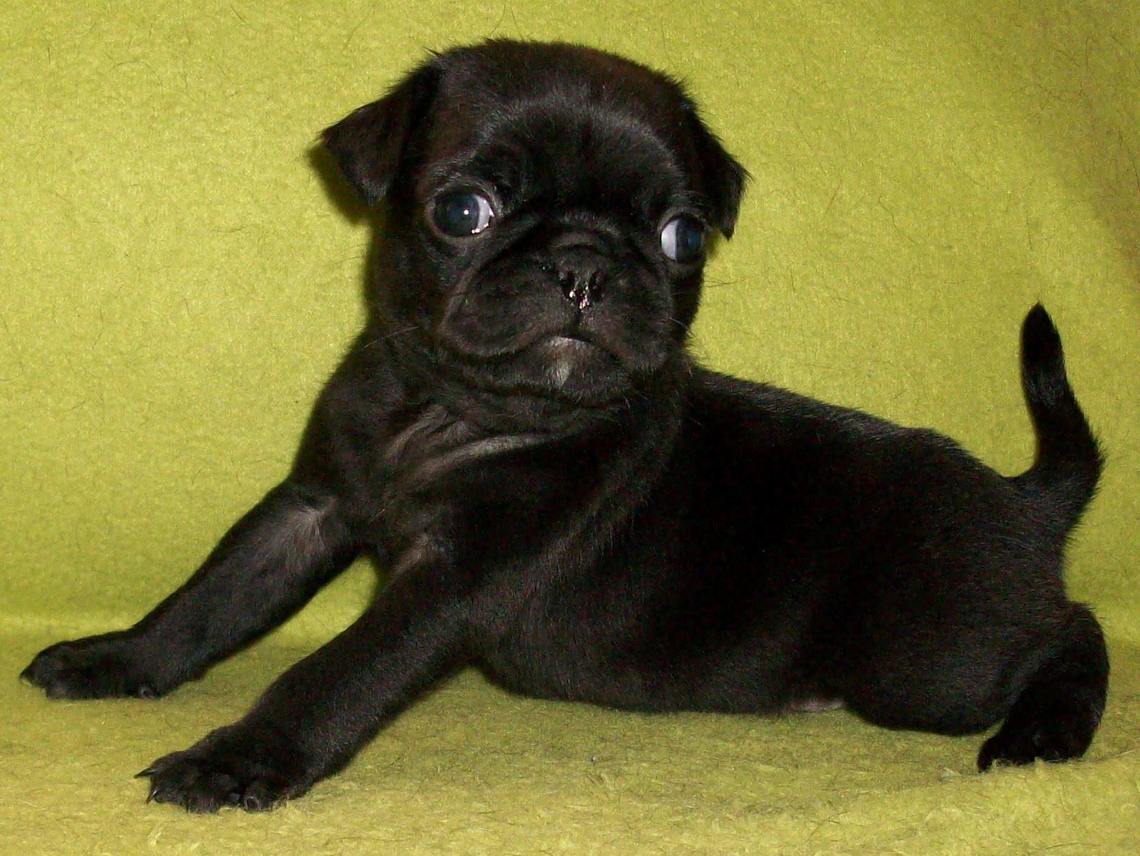 PUG LAGUNA TODO SOBRE LOS PUGS: febrero 2012