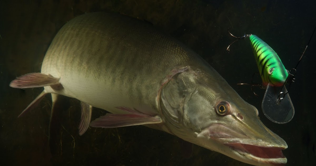 Muskellunge