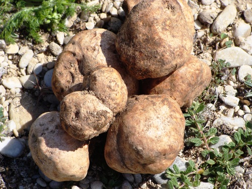 Tarım Siteniz: MANTAR ÇEŞİTLERİ