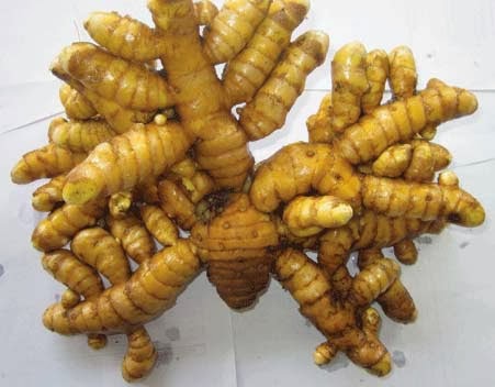 Benefits of 'Temulawak' For Health Herbal Medicine From Indonesia ...