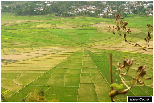 Sawah Padi Seperti Sarang Labah labah. - Gaban Comel