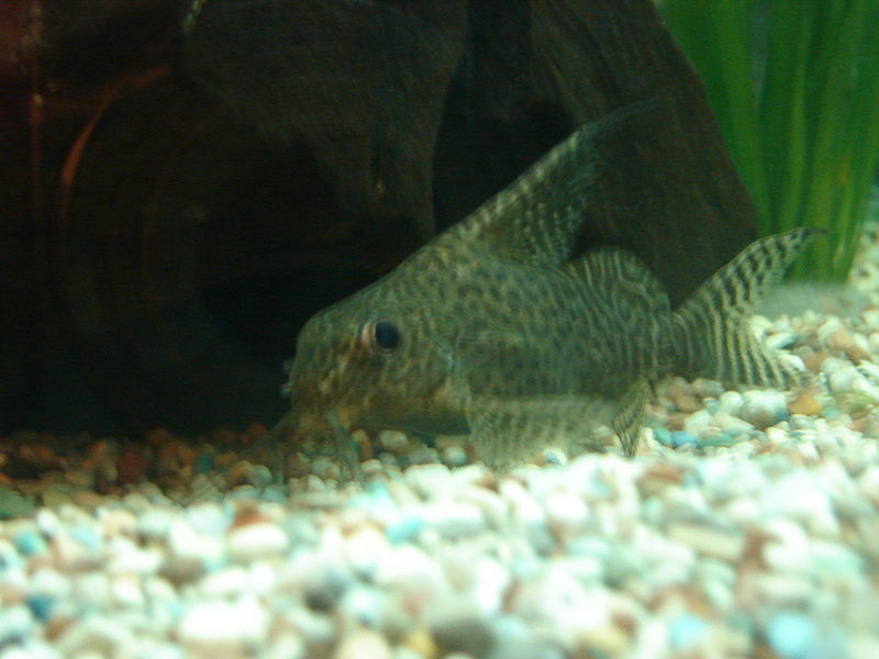 Fish Pictures: Featherfin squeaker - Synodontus eupterus