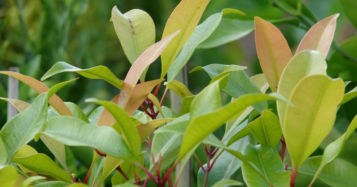 Medicinal Plants: Syzygium aromaticum Lavangam Kirampu cloves