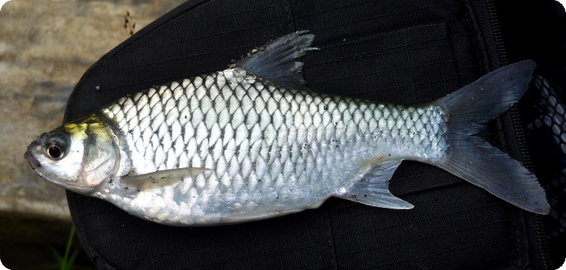 Budidaya Ikan Tawes (Puntius Javanicus) Wader atau Putihan