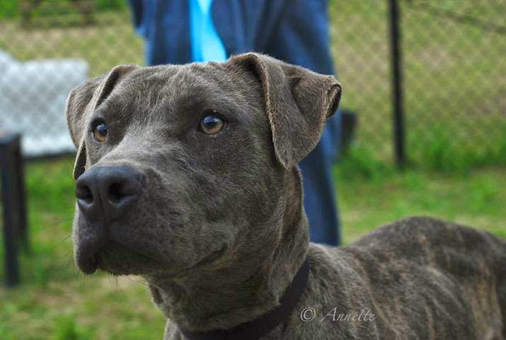 FOTAS Aiken Dog and Cat Stories