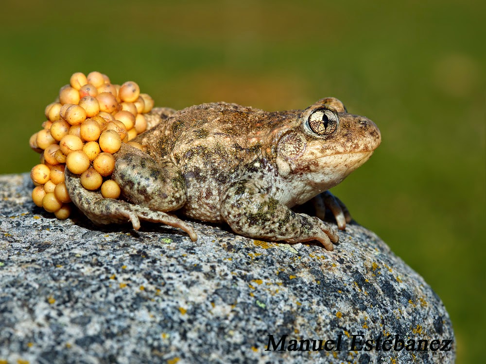 Miradas Cantábricas: Sapo partero común (Alytes obstetricans) II