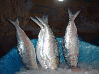 National fish of Bangladesh