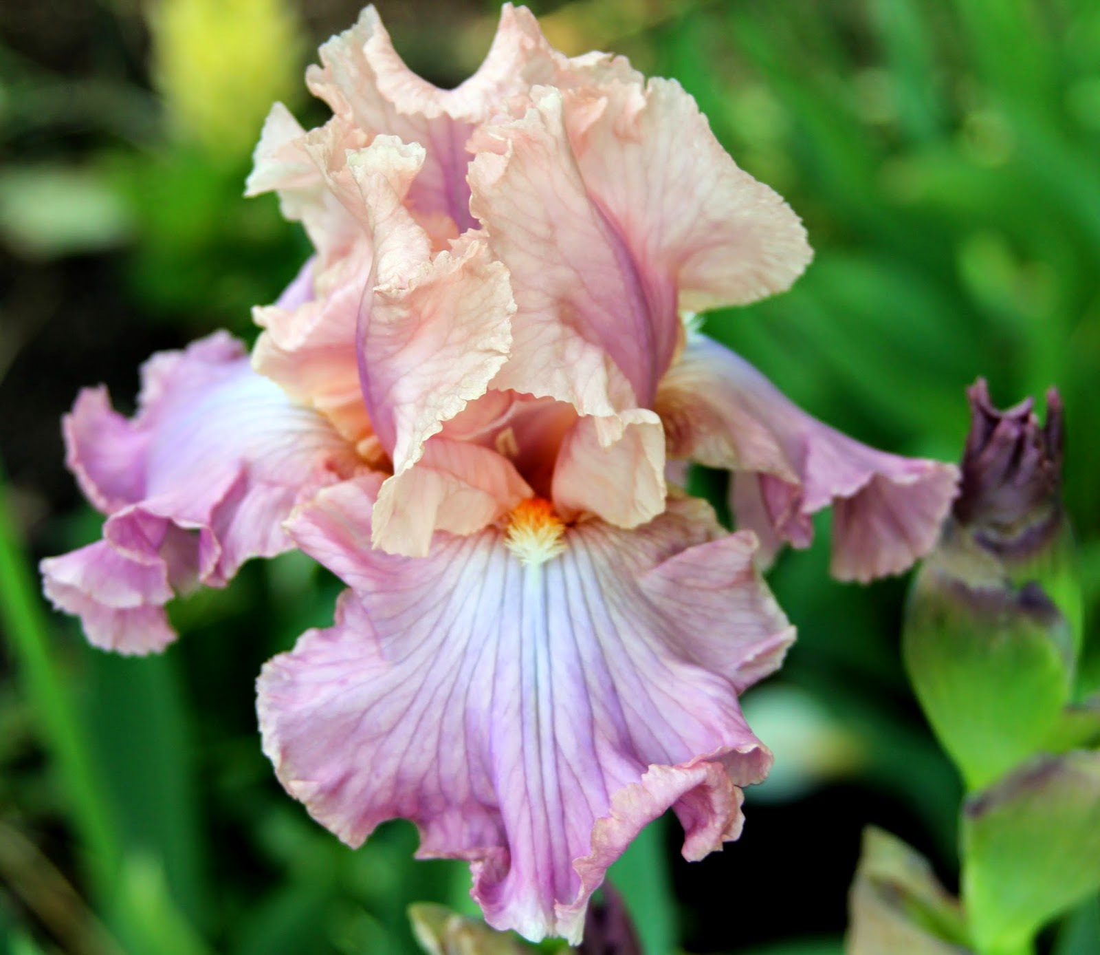 TALL BEARDED IRIS IN MY GARDEN TODAY - Sowing the Seeds