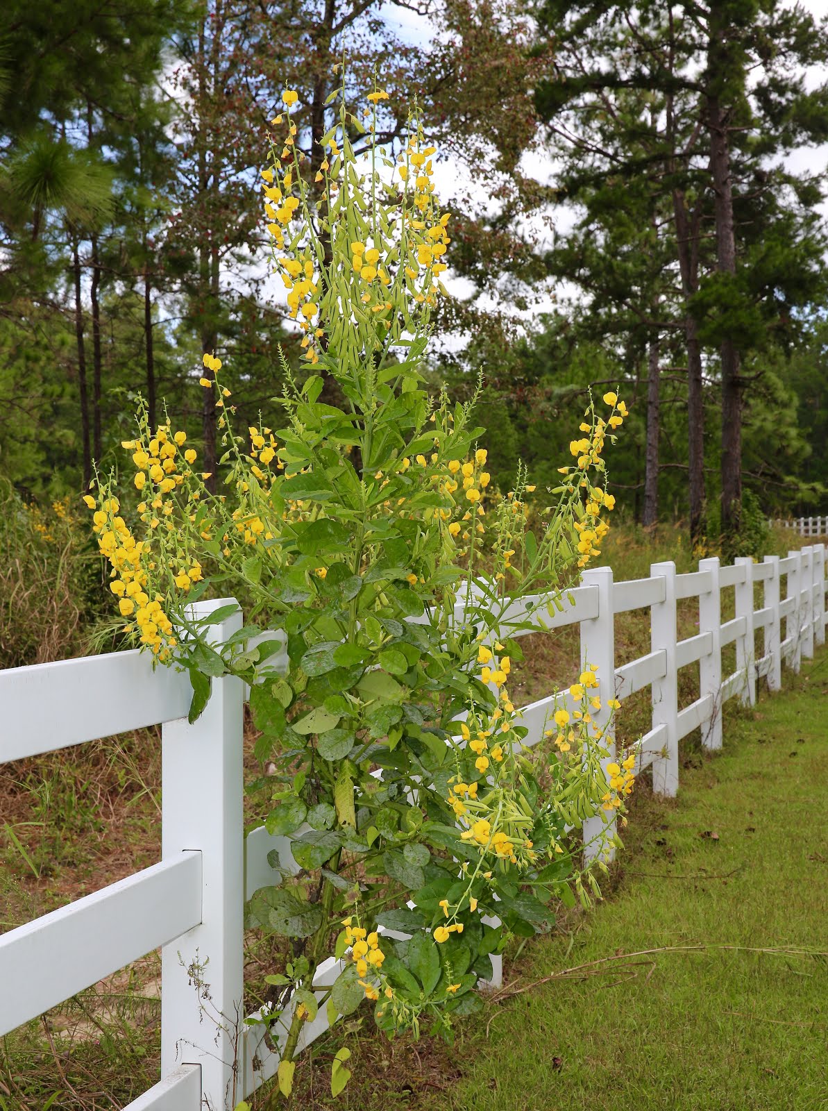 Sweet Southern Days: A Pretty Wildflower