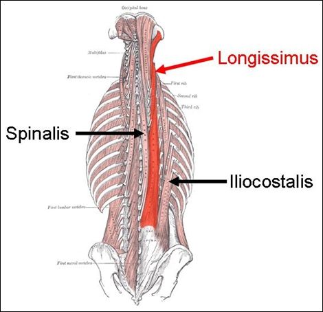 Erector spinae muscles - Medically
