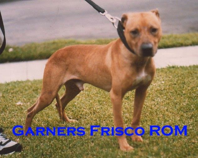 FRISCO ROM - PerrosGame