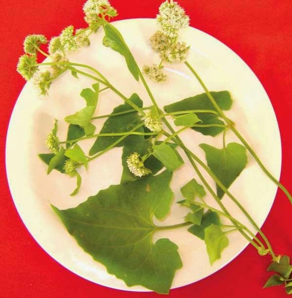 El guaco y sus poderes sanadores | Medicina Tradicional