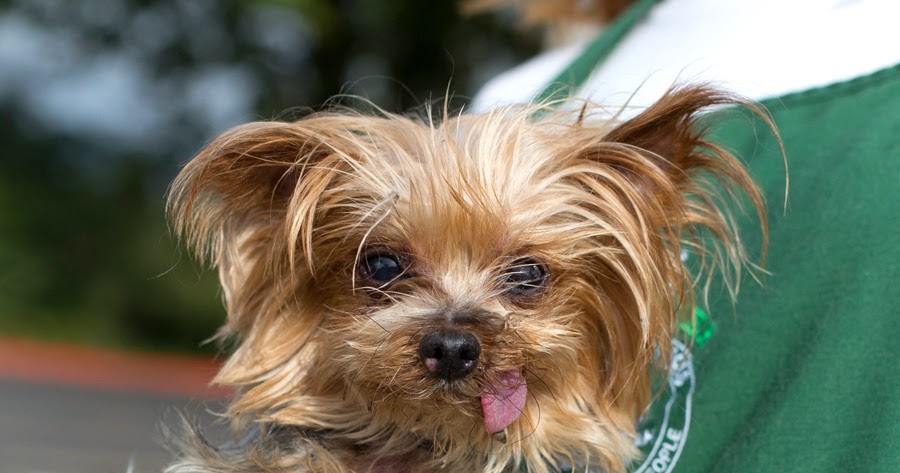 Shelter Dogs of Portland: "BITSY" darling older Yorkie