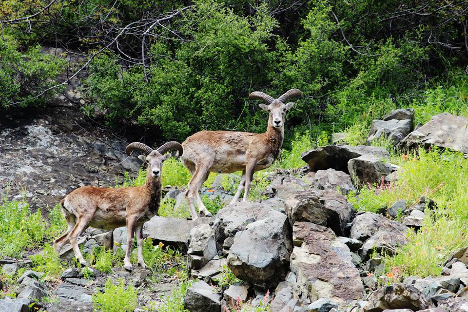 Cyprus Birding Tours And Wildlife Tours Around Cyprus: Ten minutes ...
