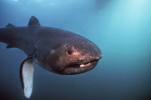 Blog de Jules: Les différentes especes de requins