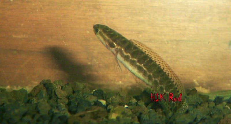 Mahamaya Hiko: Channa Bankanensis "Bangka snakehead" Profil dan cara ...