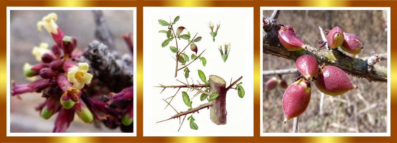 Guía del Plantabosques: ...INCIENSO Y MIRRA