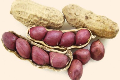 KILIMO HAI CHA KARANGA - Kilimo Hai