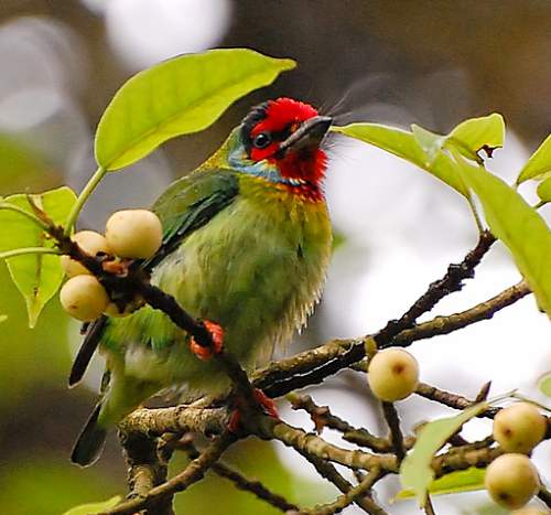 Malabar (Crimson-throated) barbet images | Birds of India | Bird World