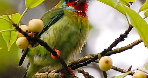 Malabar (Crimson-throated) barbet images | Birds of India | Bird World