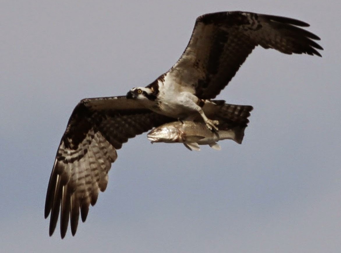 Jo's Morning Walk: California Corbina a Mighty Tasty Treat!