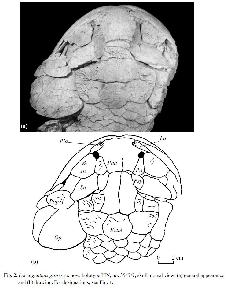 Species New to Science: [Palaeontology • 2006] Laccognathus grossi • A ...