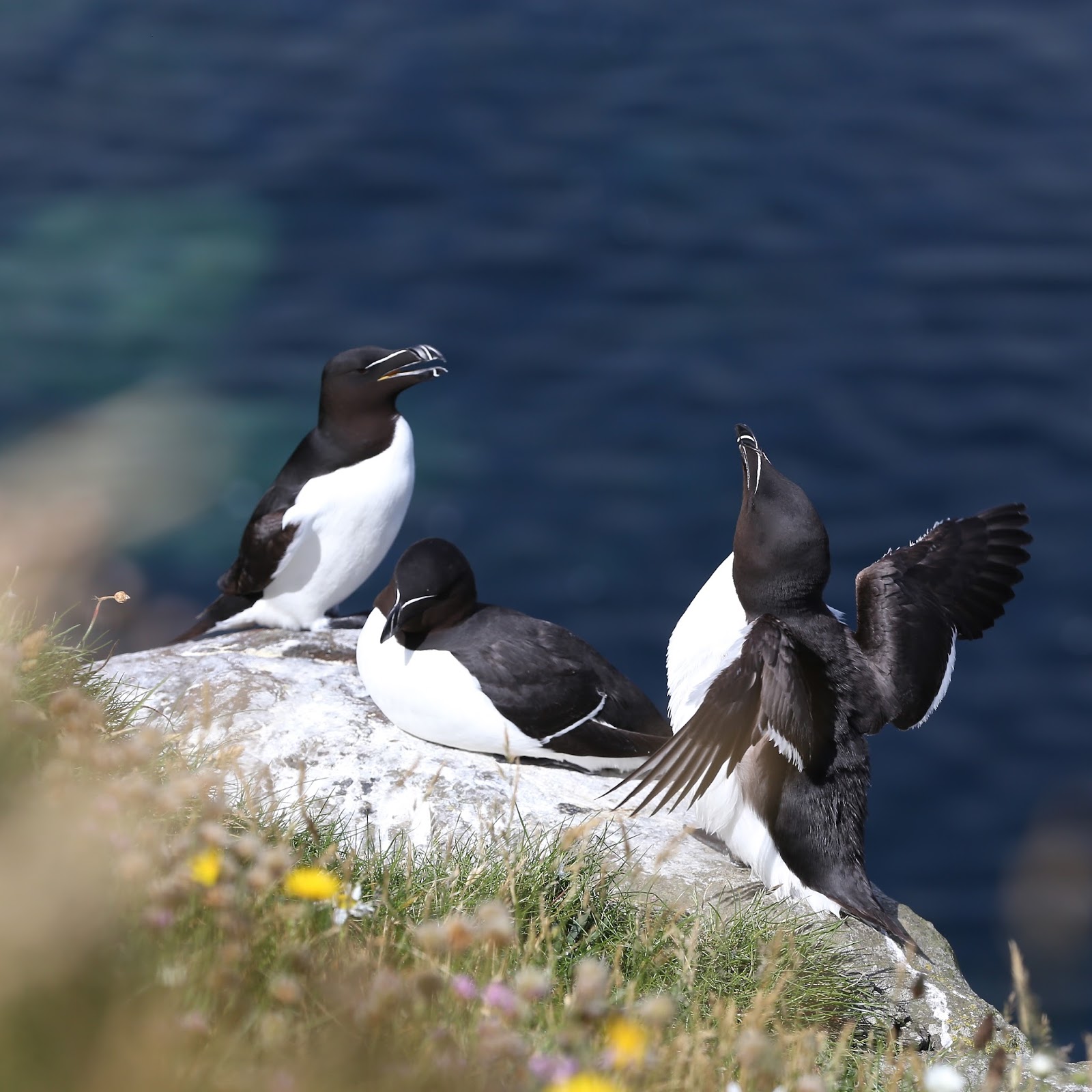 TrogTrogBlog: Bird of the week - Razorbill